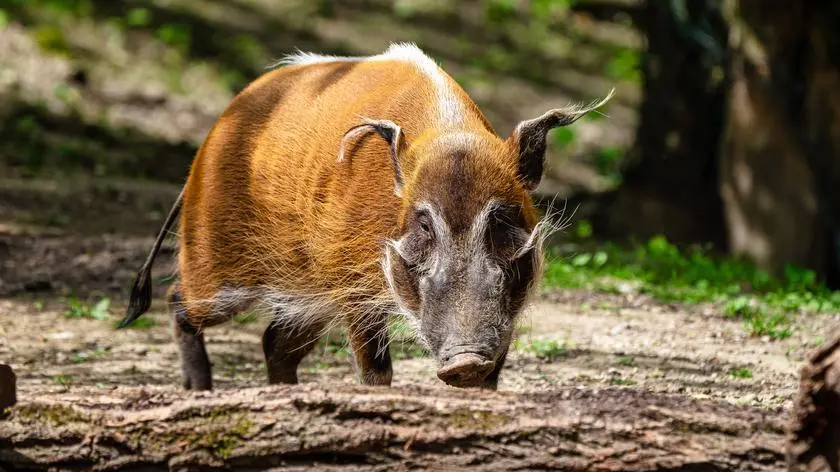 Poznań. Ucieczka w Starym Zoo. Ewakuowano zwiedzających - TVN24