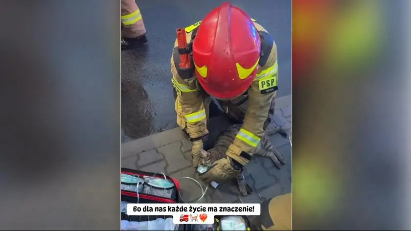 Będzin. Z płonącego domu strażacy wynieśli kotkę. Zwierzęciu podali ...