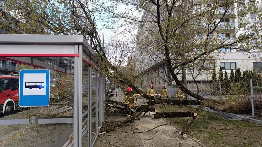 Warszawa. Załamanie pogody. Dwie osoby ranne po upadku drzewa na przystanek. Bilans interwencji ...