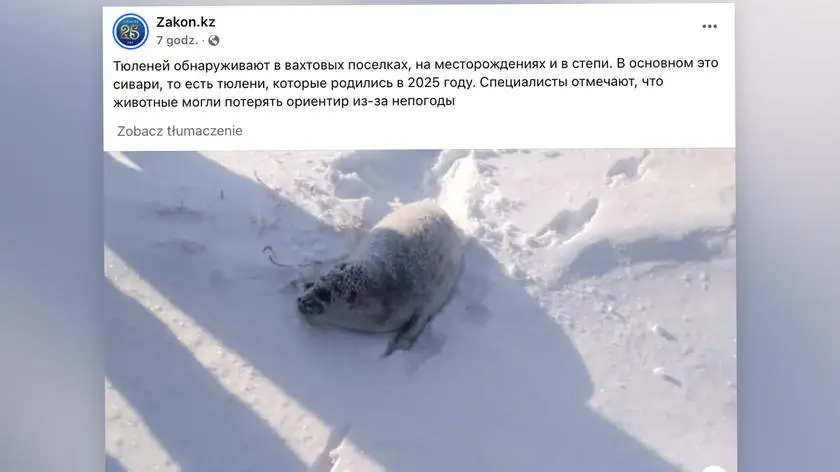 Młode foki błądzą po stepie. Mogła porwać je burza śnieżna | TVN Meteo