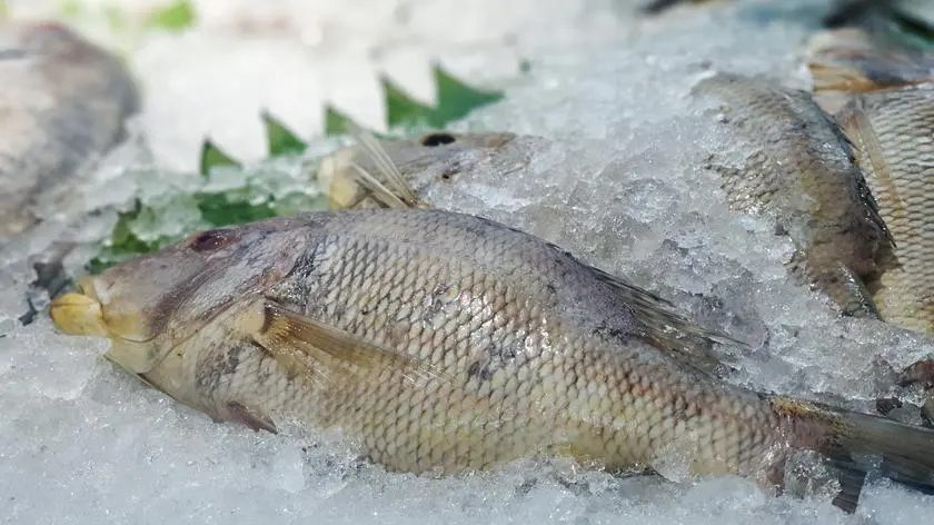 USA. Laura Barajas przeszła poczwórną amputację po zjedzeniu ryby ...