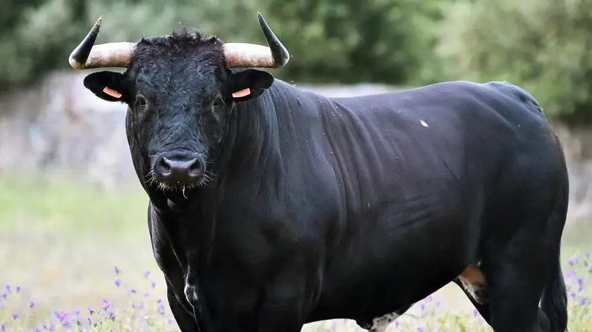 Byk na gigancie. Ukrył się w polu kukurydzy i nie daje się złapać od prawie miesiąca - TVN24