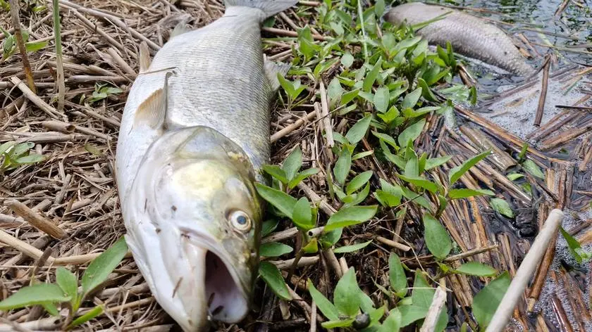 Bielinek. Złote algi znów zakwitły w Odrze - TVN24