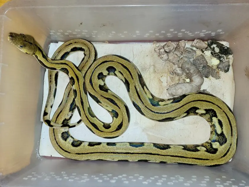 Polish owner of four pythons and an anaconda abandons the snakes in ...