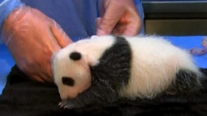 Panda nabrała kolorów - TVN24