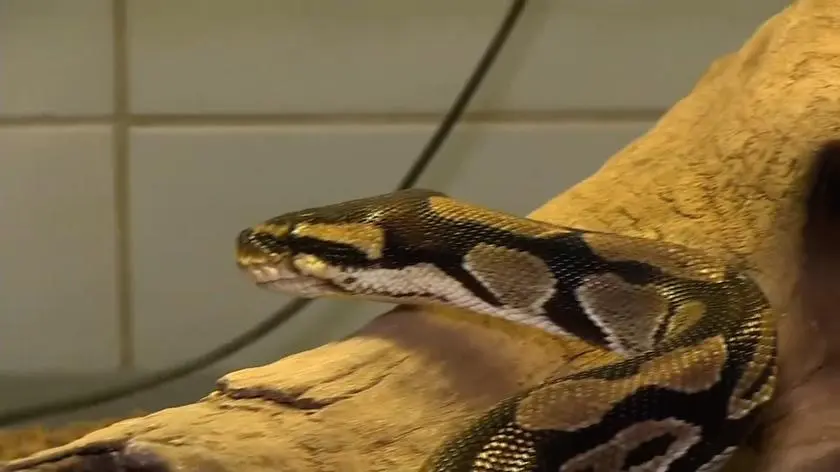 Poland. Search for a dangerous python continues | TVN24