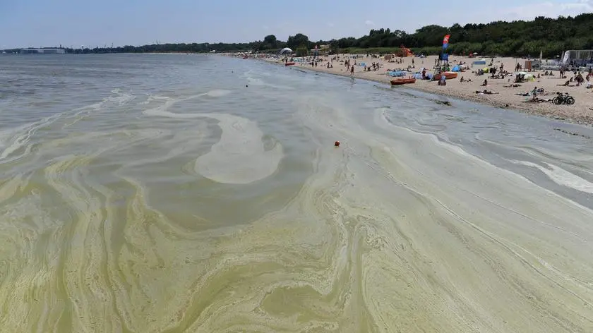 Sinice w Bałtyku. Które nadmorskie plaże są zamknięte? Gdzie nie można ...
