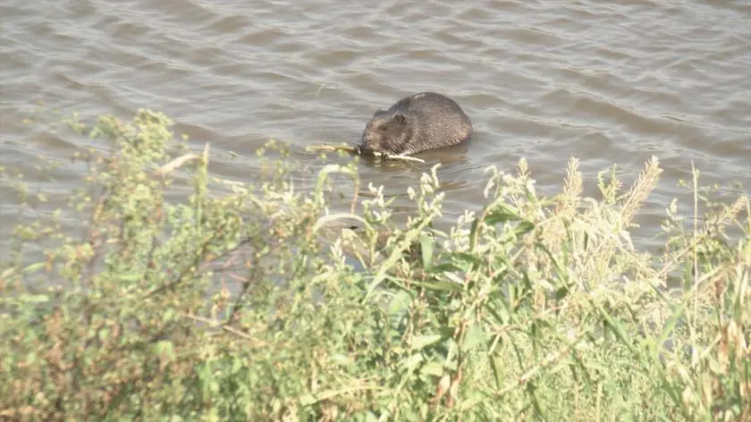 Bóbr w Wiśle przy bulwarach. "Rzeka im sprzyja" | TVN Warszawa
