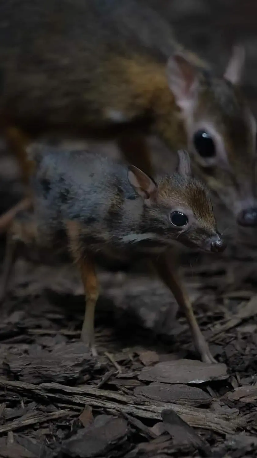 Baby Java mouse-deer measuring just 10 cm born in Warsaw Zoo | TVN24