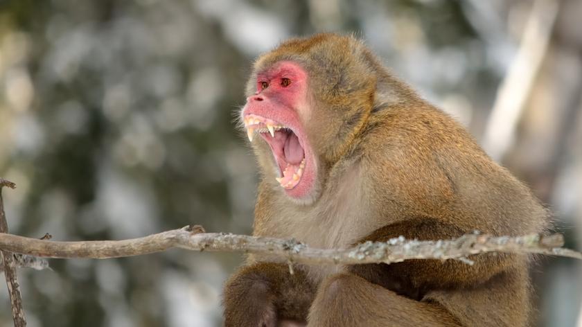 Japonia. Gang małp terroryzuje okolicę. Makaki japońskie poraniły już ...