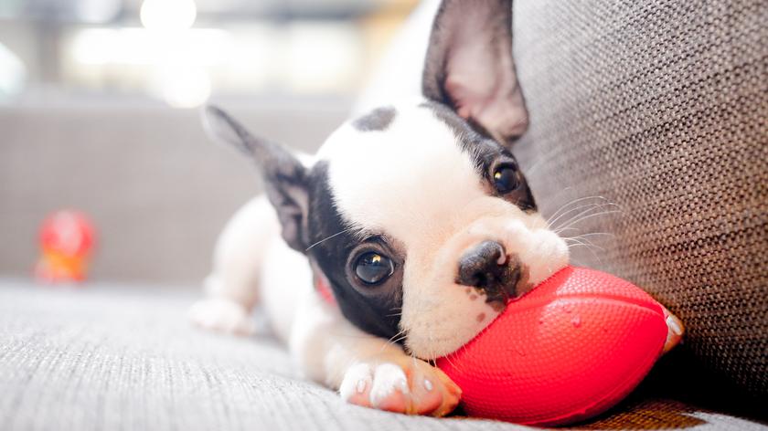 Wiek psa - jak liczyć, psie lata na ludzkie, ile żyje pies - TVN Meteo
