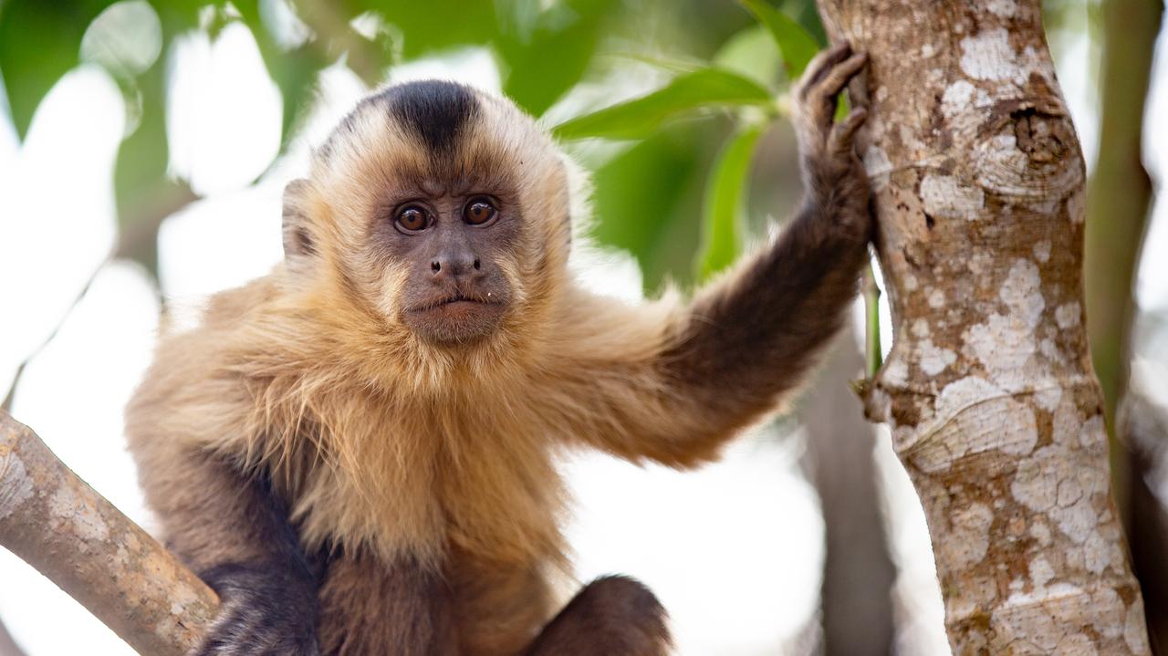 "Nie mogę uwierzyć, że zaobserwowaliśmy to u kapucynek" - TVN Meteo