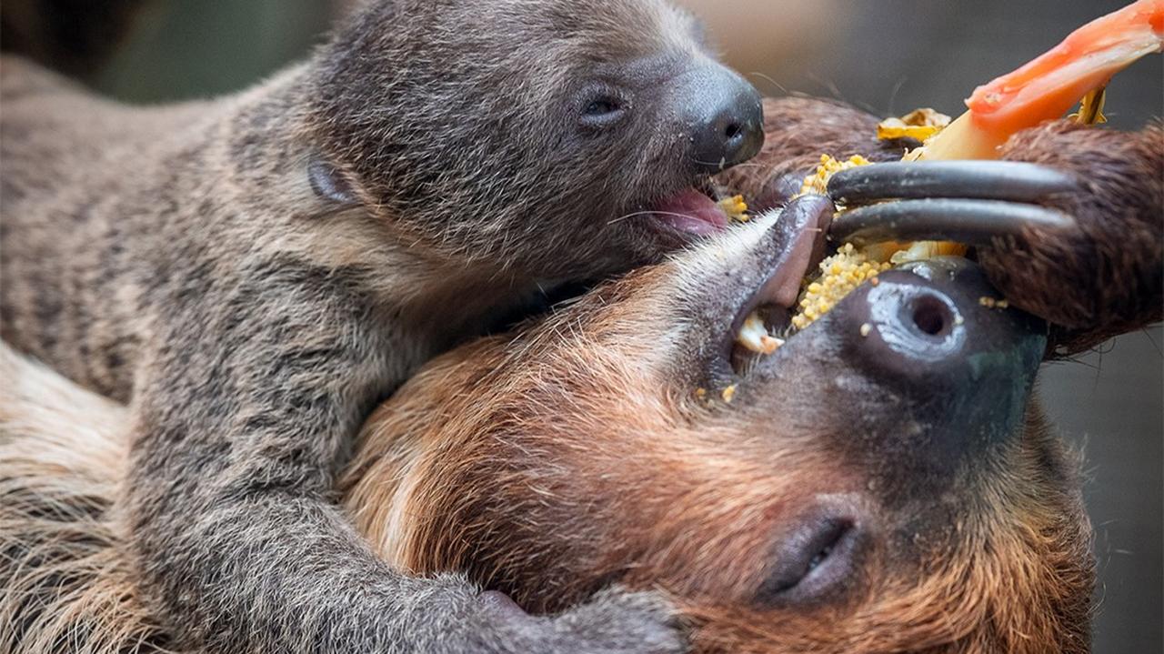 W zoo urodził się leniwiec. Szukają imienia - TVN24