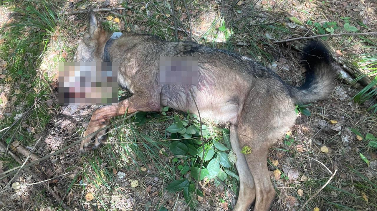 Bory Tucholskie. Zastrzelił wilka, bo pomylił go z lisem. Sprawca sam ...