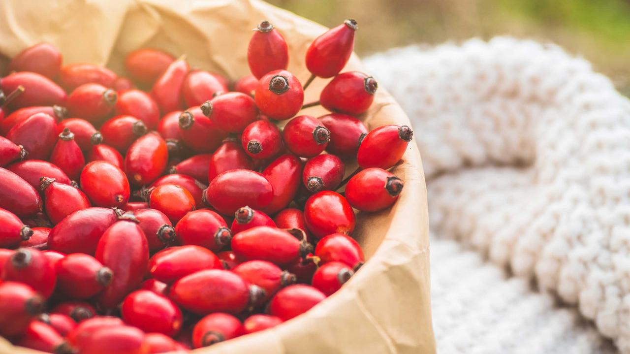 Dzika róża - właściwości płatków i owoców dzikiej róży, zastosowanie ...