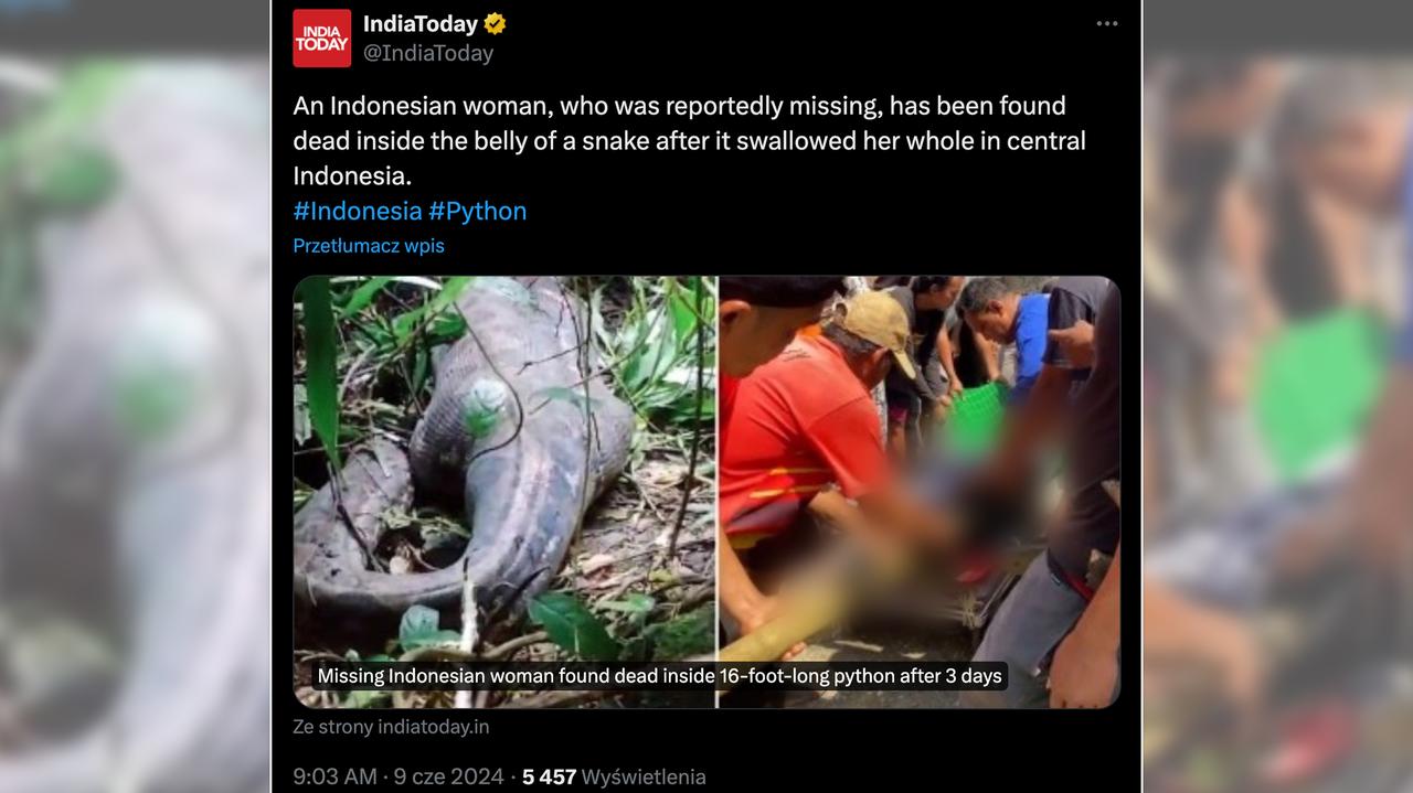 Pyton połknął kobietę - TVN Meteo