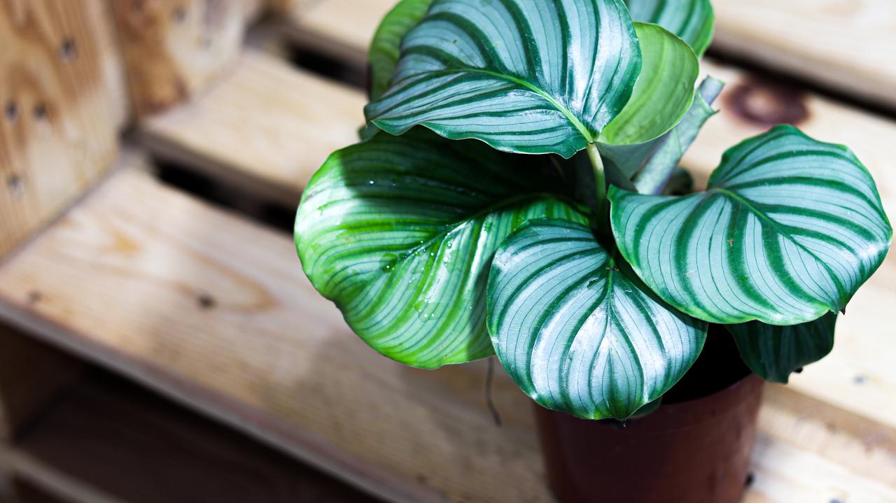 Kalatea - jak o nią dbać? Lista ciekawych odmian - TVN Meteo