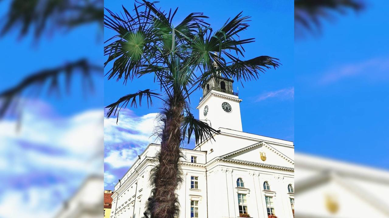Kalisz. W centrum miasta stanęła czterometrowa żywa palma - TVN24