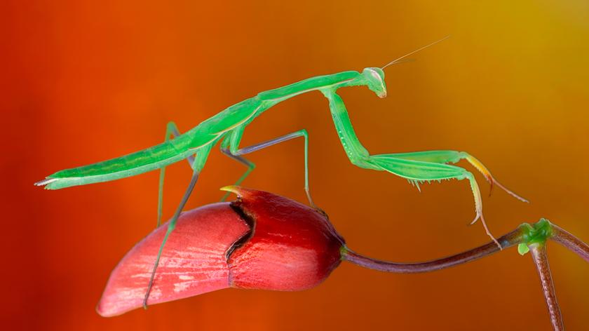 Modliszki w Polsce - występowanie i zwyczaje modliszki zwyczajnej w ...