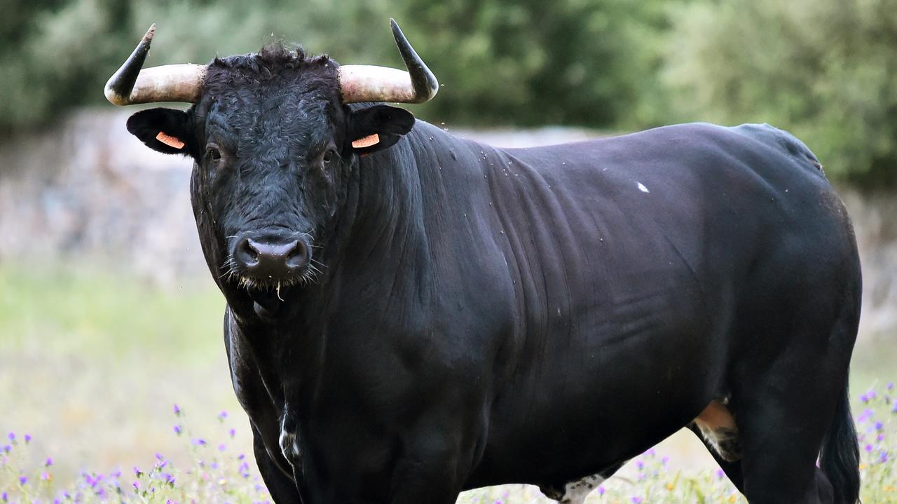Byk na gigancie. Ukrył się w polu kukurydzy i nie daje się złapać od ...