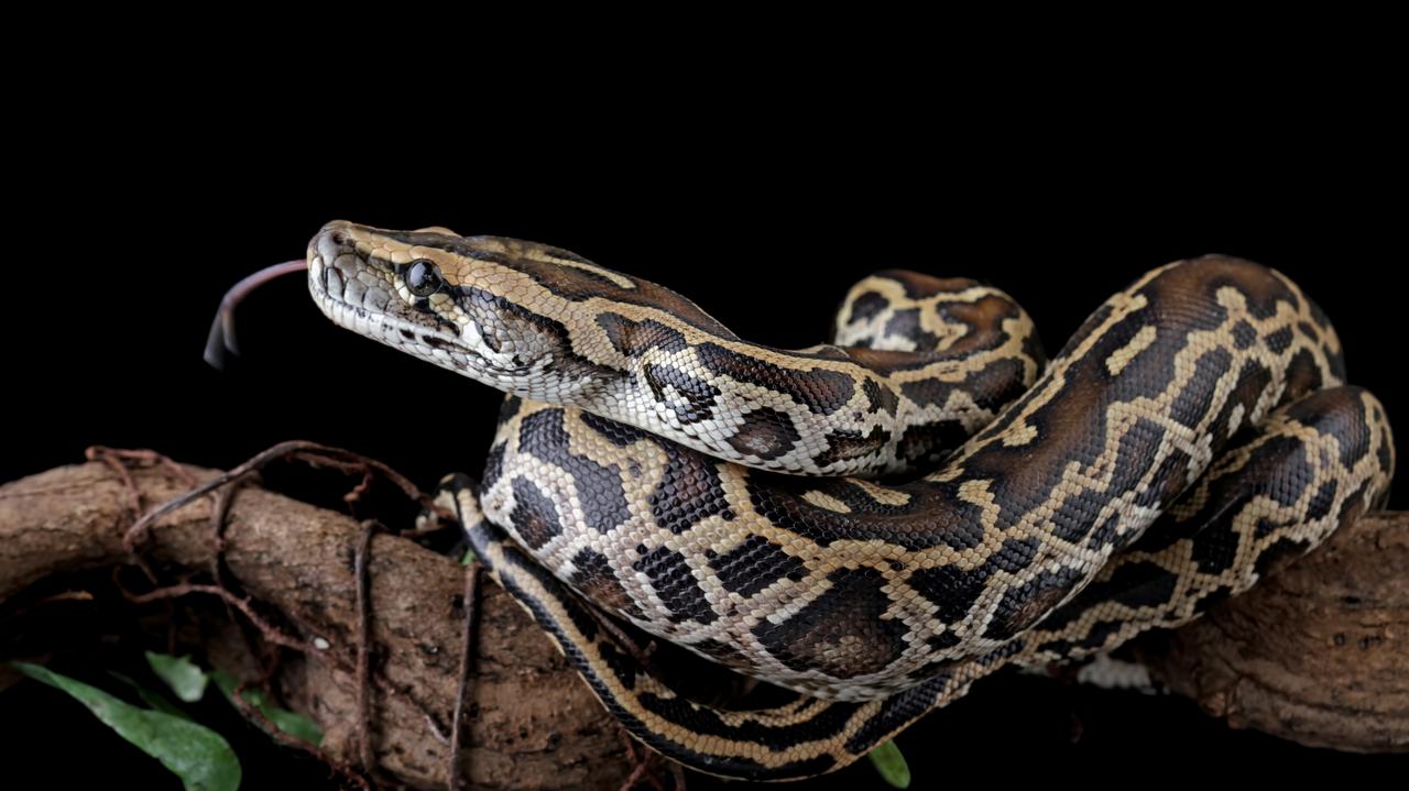 Pawłowice. Pyton tygrysi ugryzł kobietę, gdy ta chciała go napoić - TVN24