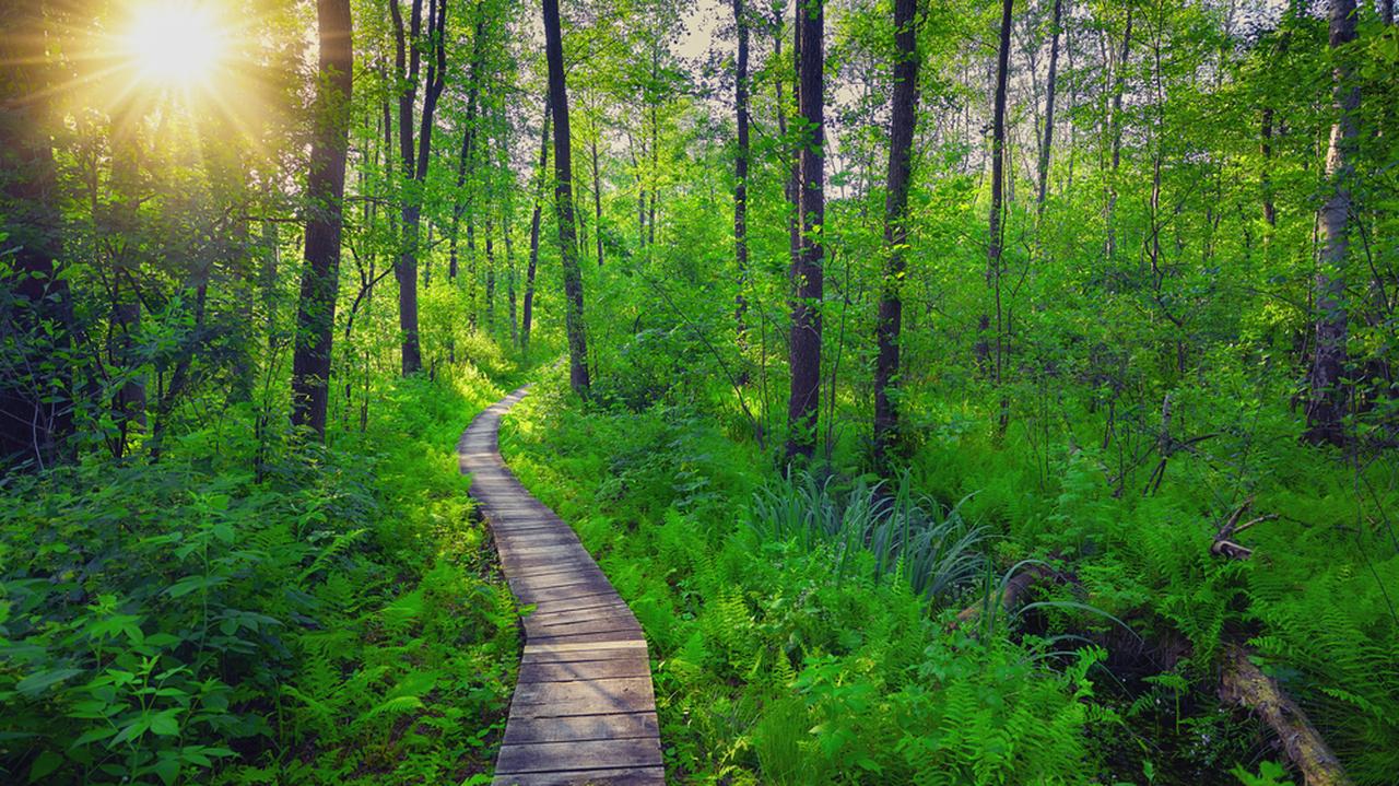Polesie - atrakcje Polesia Lubelskiego i Poleskiego Parku Narodowego ...