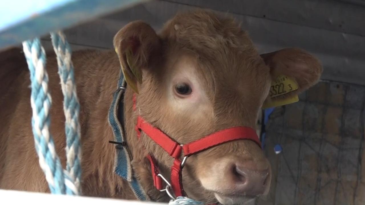Szczecin. Cielak na proteście rolników. "Uśmiecha się do pani, puszcza ...