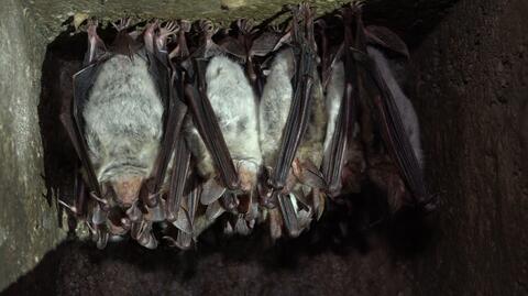 Międzyrzecki Rejon Umocniony. Trwa liczenie nietoperzy w bunkrach - TVN24