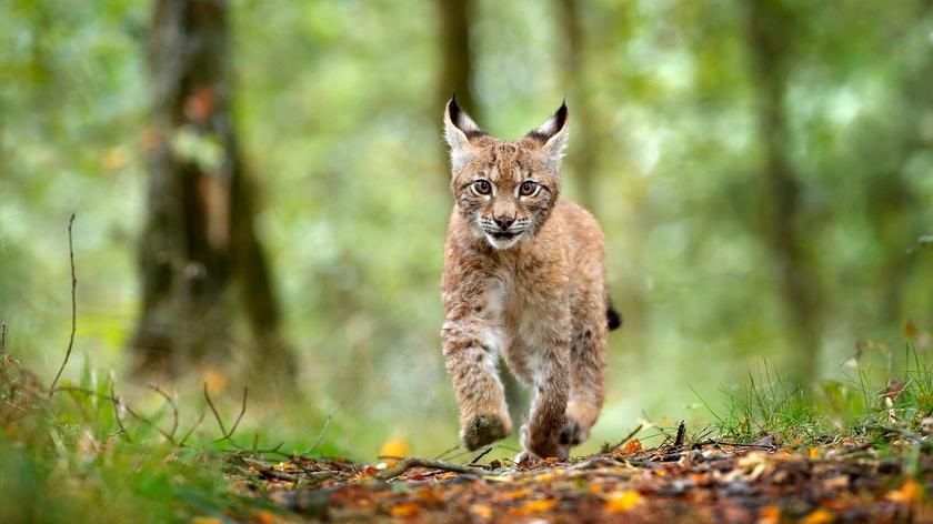 Piasecznik. Zastrzelone kocię rysia w Zachodniopomorskiem. "To akt ...