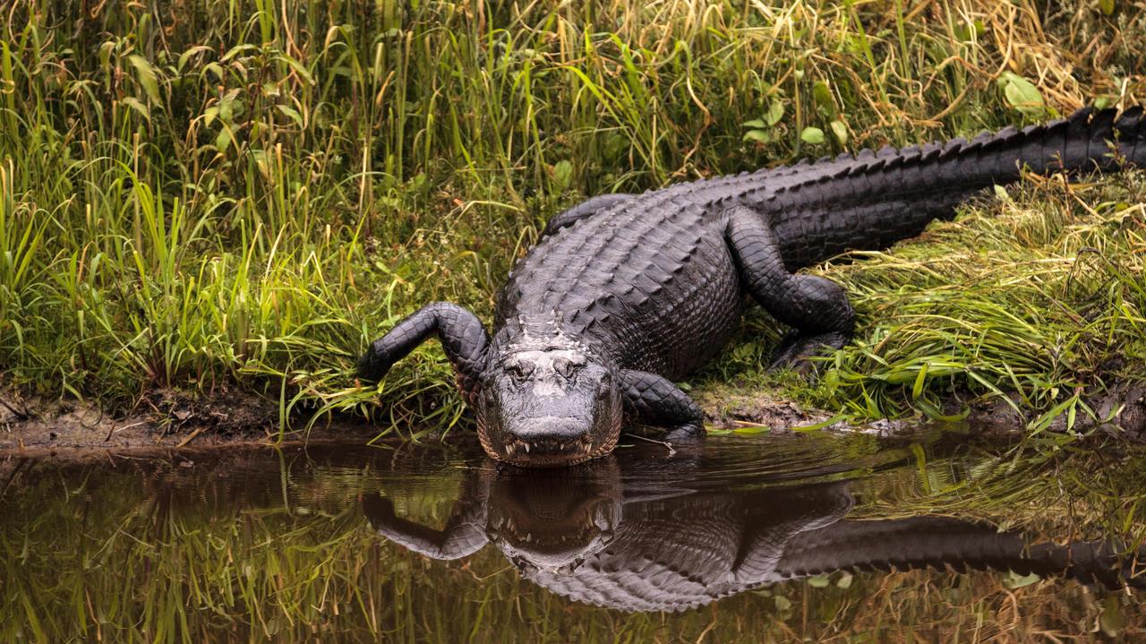USA. Aligator trzymał w pysku "dolną część ludzkiego tułowia ...