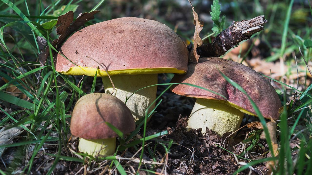 Grzyby chronione w Polsce. Za zbieranie tych gatunków dostaniesz mandat ...