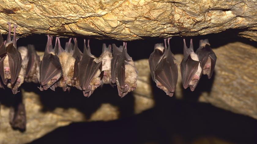 Nietoperze w Ojcowskim Parku Narodowym. Jest rekord - TVN Meteo