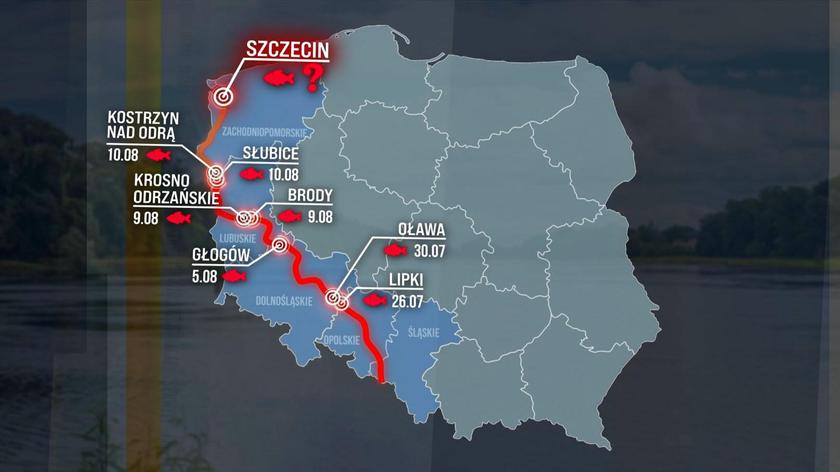 Śnięte ryby w Odrze. Katastrofa ekologiczna - gdzie martwych ryb jest ...