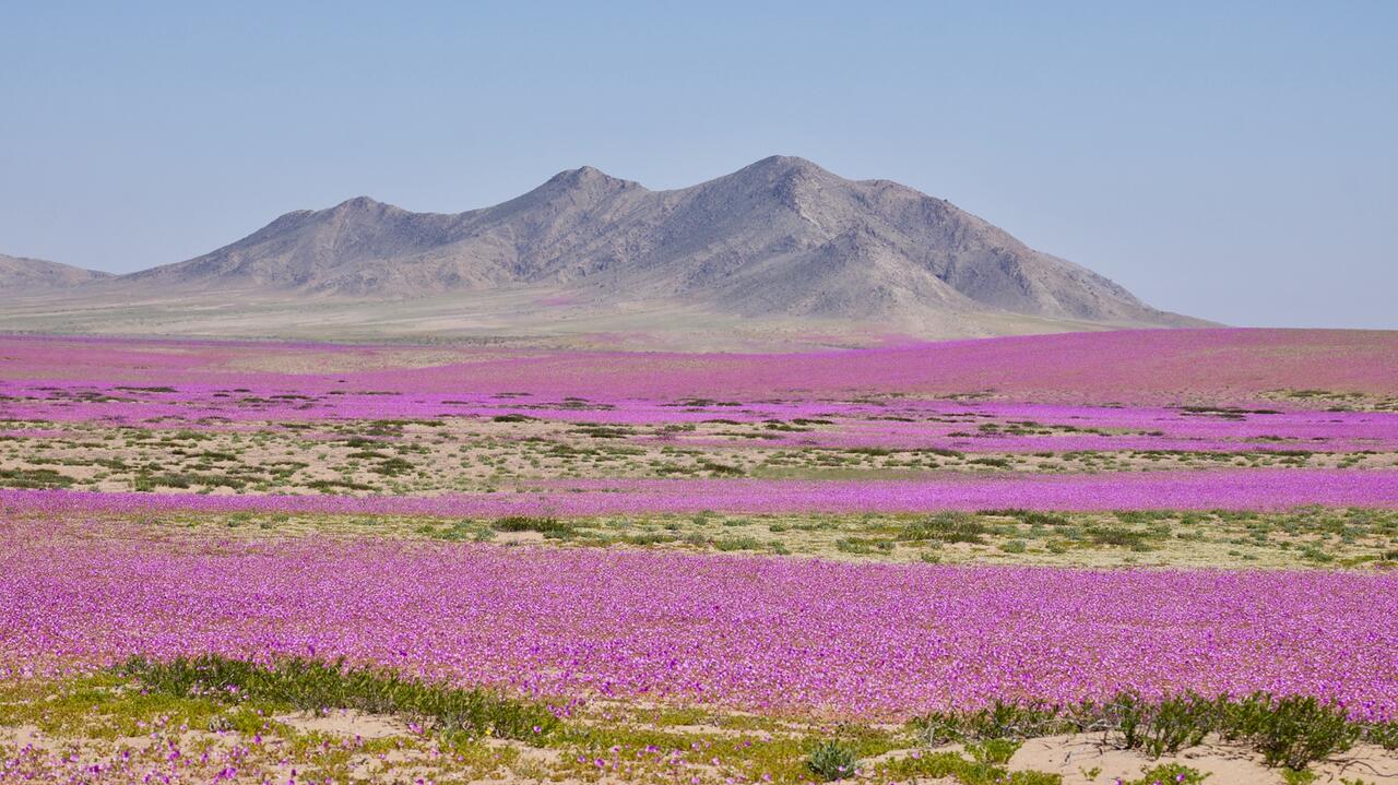 Pustynia Atakama, Chile. Sekrety łąki w najsuchszym miejscu świata ...