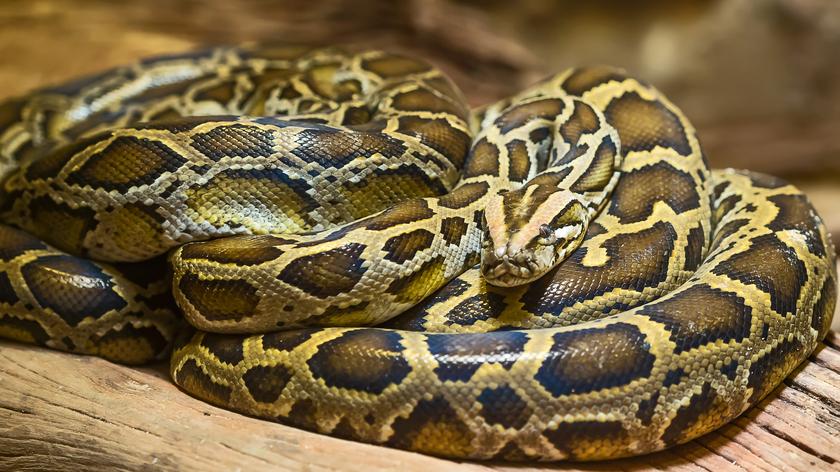 USA, Floryda. Zabili pytona, który ważył blisko 90 kilogramów - TVN Meteo