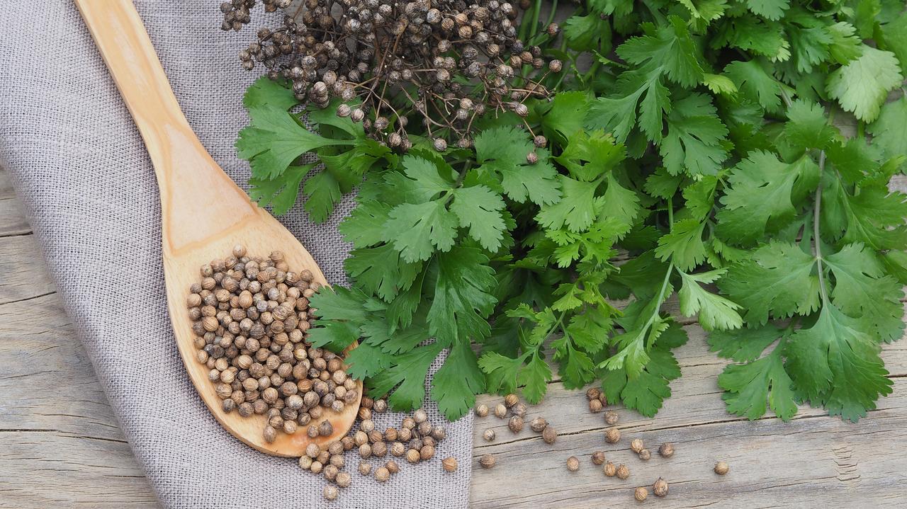 Kolendra – uprawa, właściwości, zastosowanie - TVN Meteo