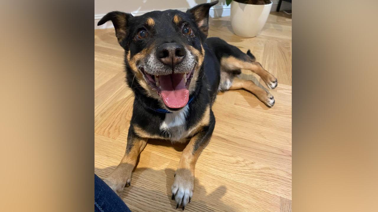 Poznań. Po dziewięciu latach w schronisku pies znalazł nowy dom ...