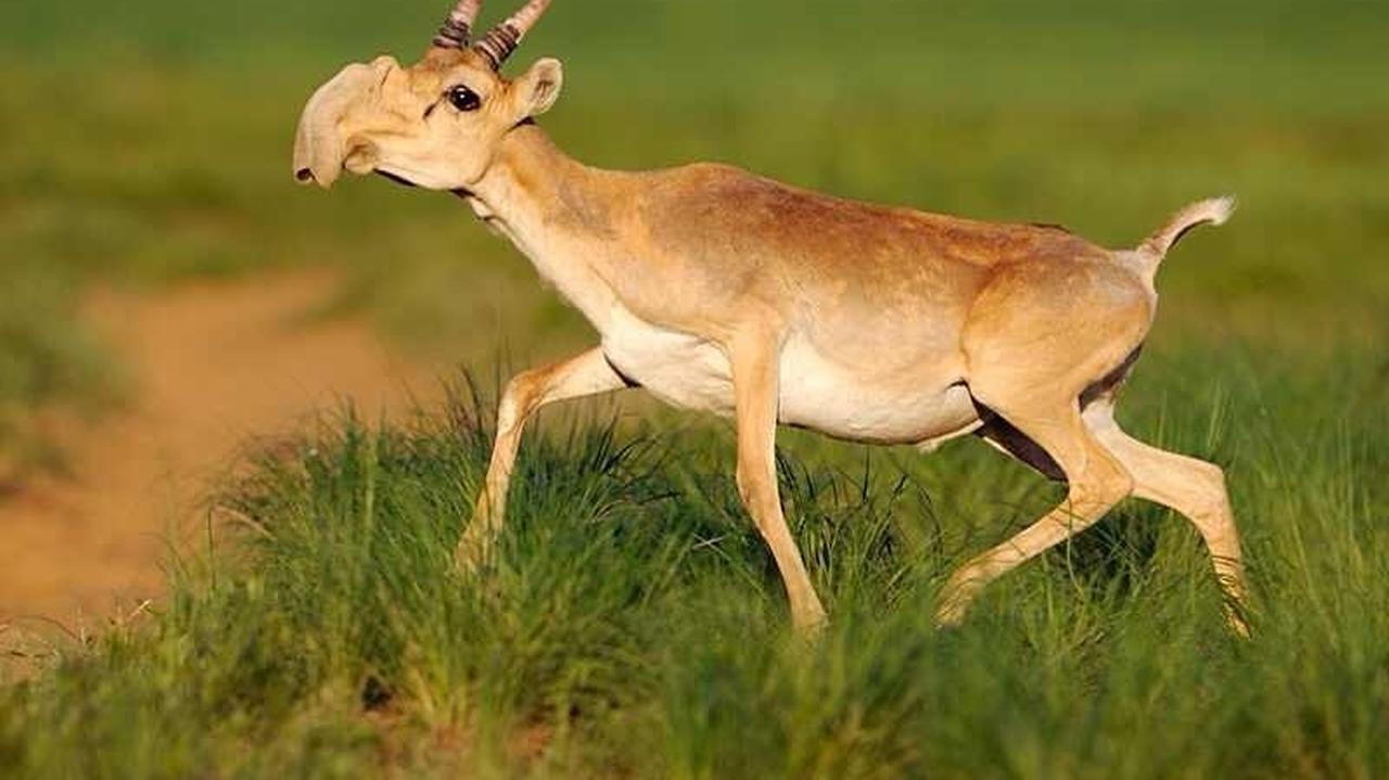 Suhaki w Kazachstanie umierają setkami tysięcy - TVN24
