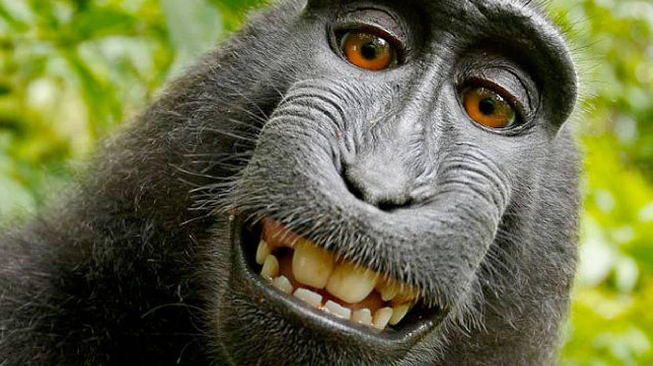 s-d-orzek-e-makak-nie-ma-praw-autorskich-do-selfie-tvn24