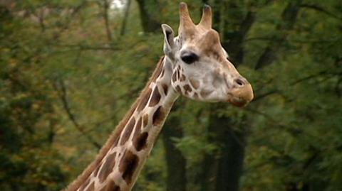 Tofik od kilku dni nie je. Opiekunowie boją się o jego życie - TVN24