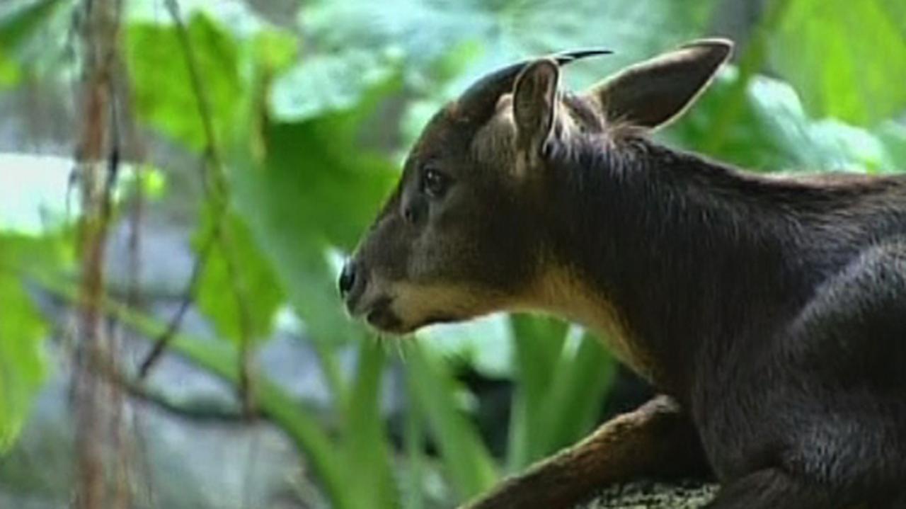 Koza - symbol pojednania - TVN24